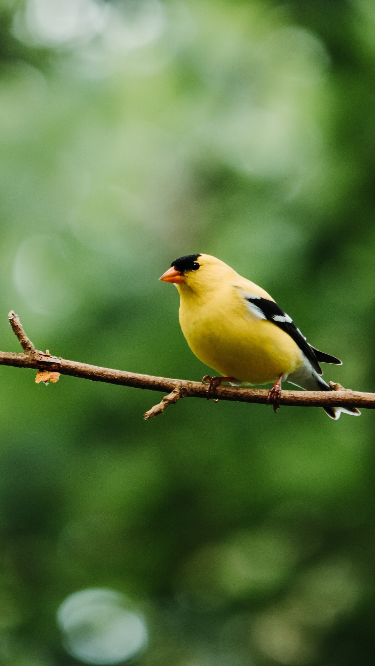 The Goldfinch. A poem — | by Jokshan Pasamonte | Medium