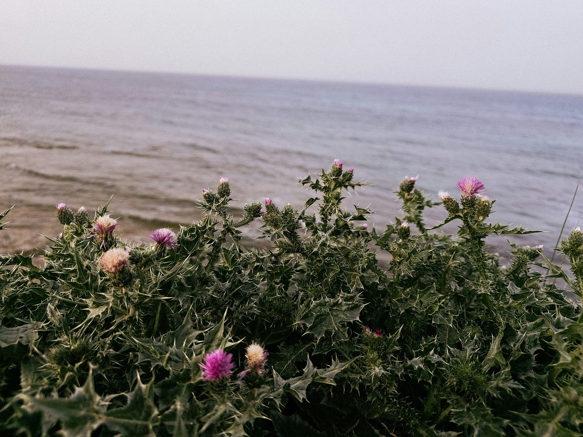 Kisah laut dan bunga: berbeda dalam sempurna | by Kata Awan | Jan, 2025 | Medium