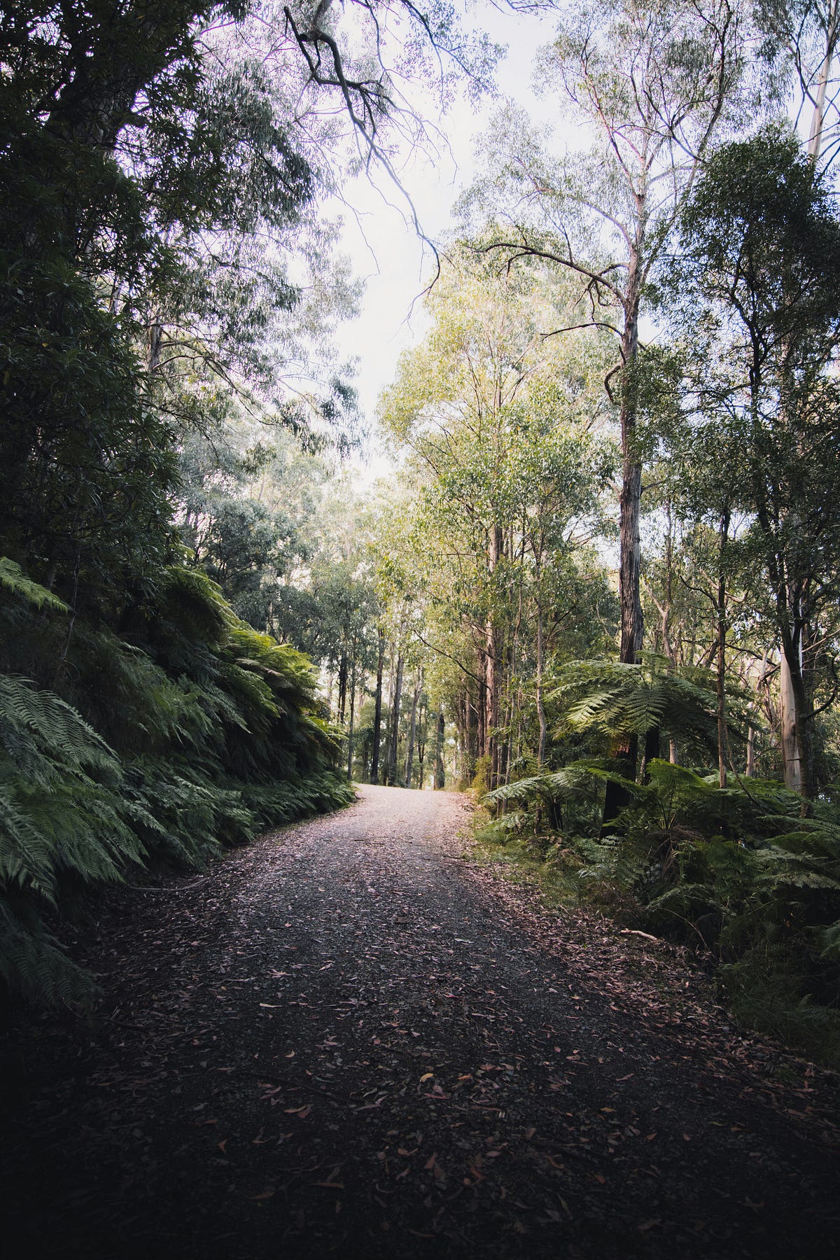 Country back road musings. Photo by Pat Whelen on Unsplash | by Olwen ...