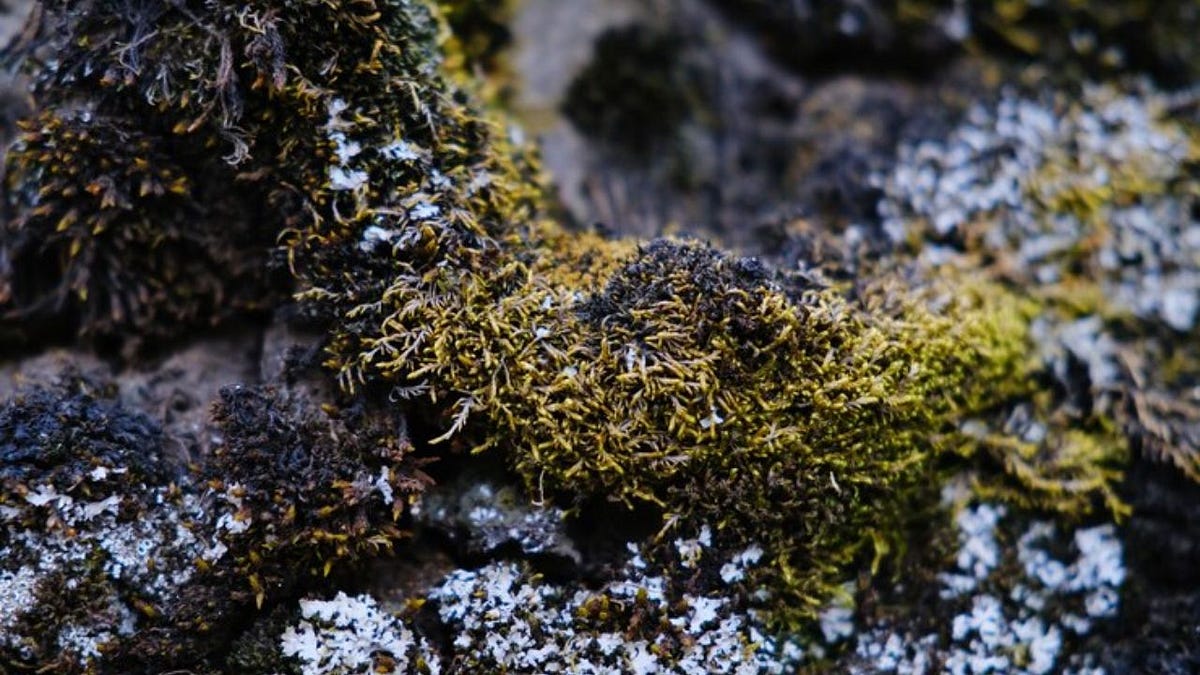 Everything You Need to Know About Sea Moss [2024 Edition] | by Haizel ...