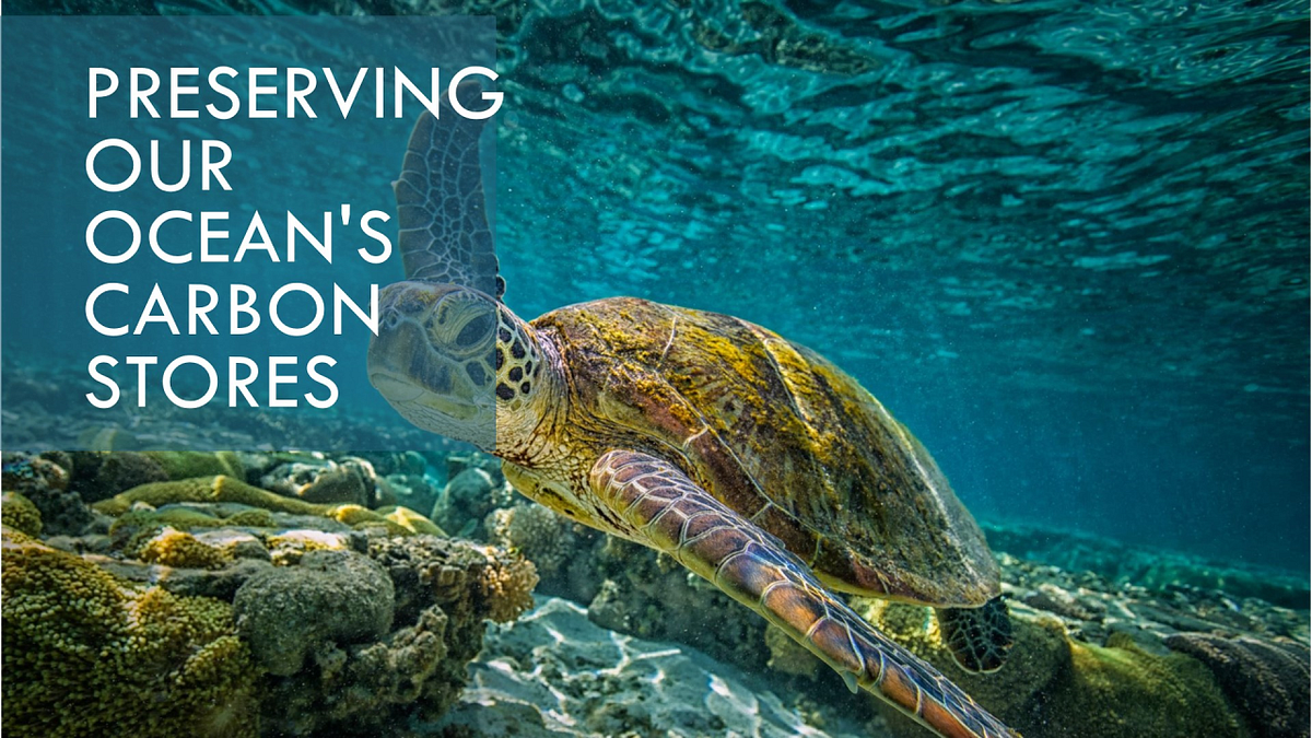 Protecting Marine Sediment Carbon Stores | by Robert C. Brears | Global ...