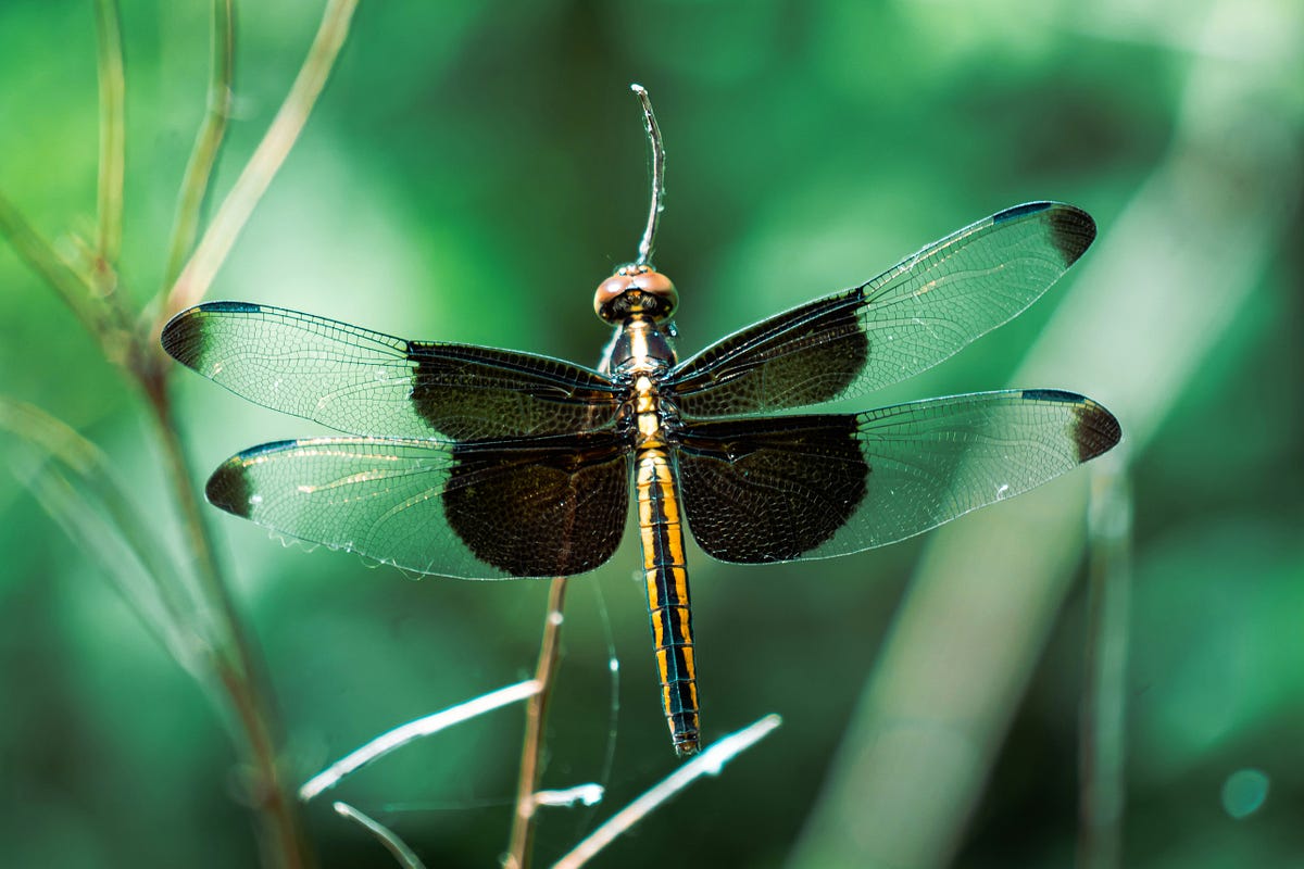 Mastering Python Debugging: A Practical Guide for Developers | by Max N ... Mastering Python Debugging: A Practical Guide for Developers | by Max N ...