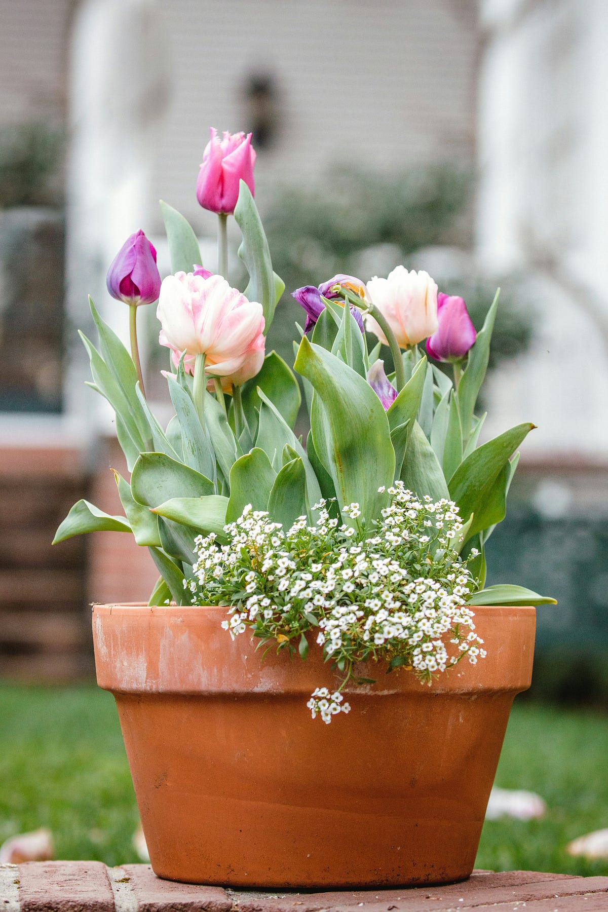 Planning My Pots and Plotting My Plants in April | by Lynne Collier ...