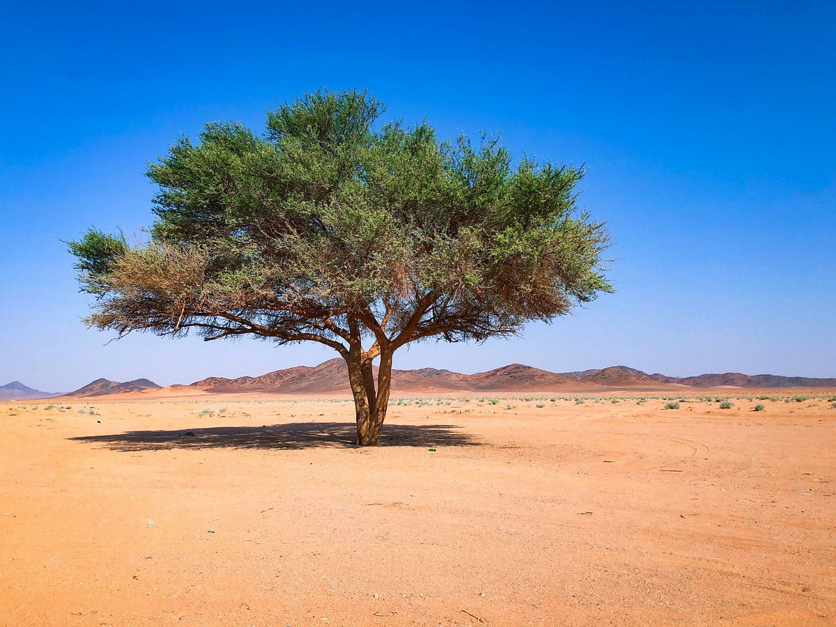 Wilderness as a Wonderplace. Redefining Barren Seasons as Sacred… | by ...