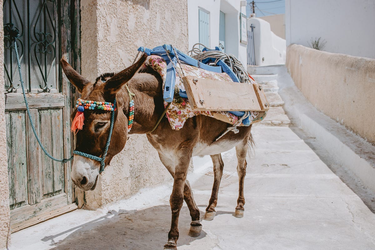 Why Would a King Ride a Donkey?. Reasons why Jesus rode a donkey into ...