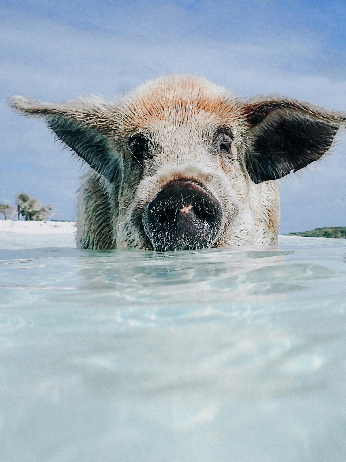 Do Pigs Have Friends? Exploring Pig Social Bonds | by Rohan McAvee | Medium