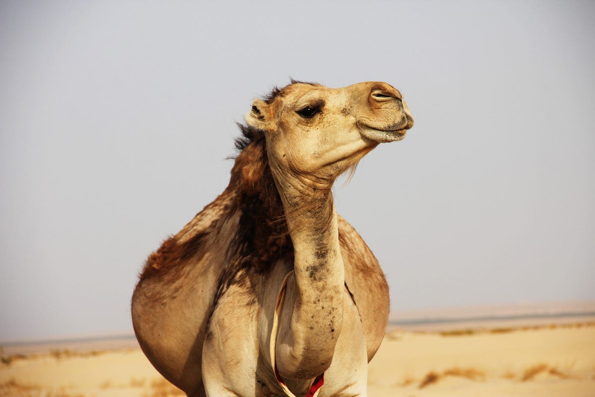 Typescript: transforming types with snake_case keys to camelCase keys ...