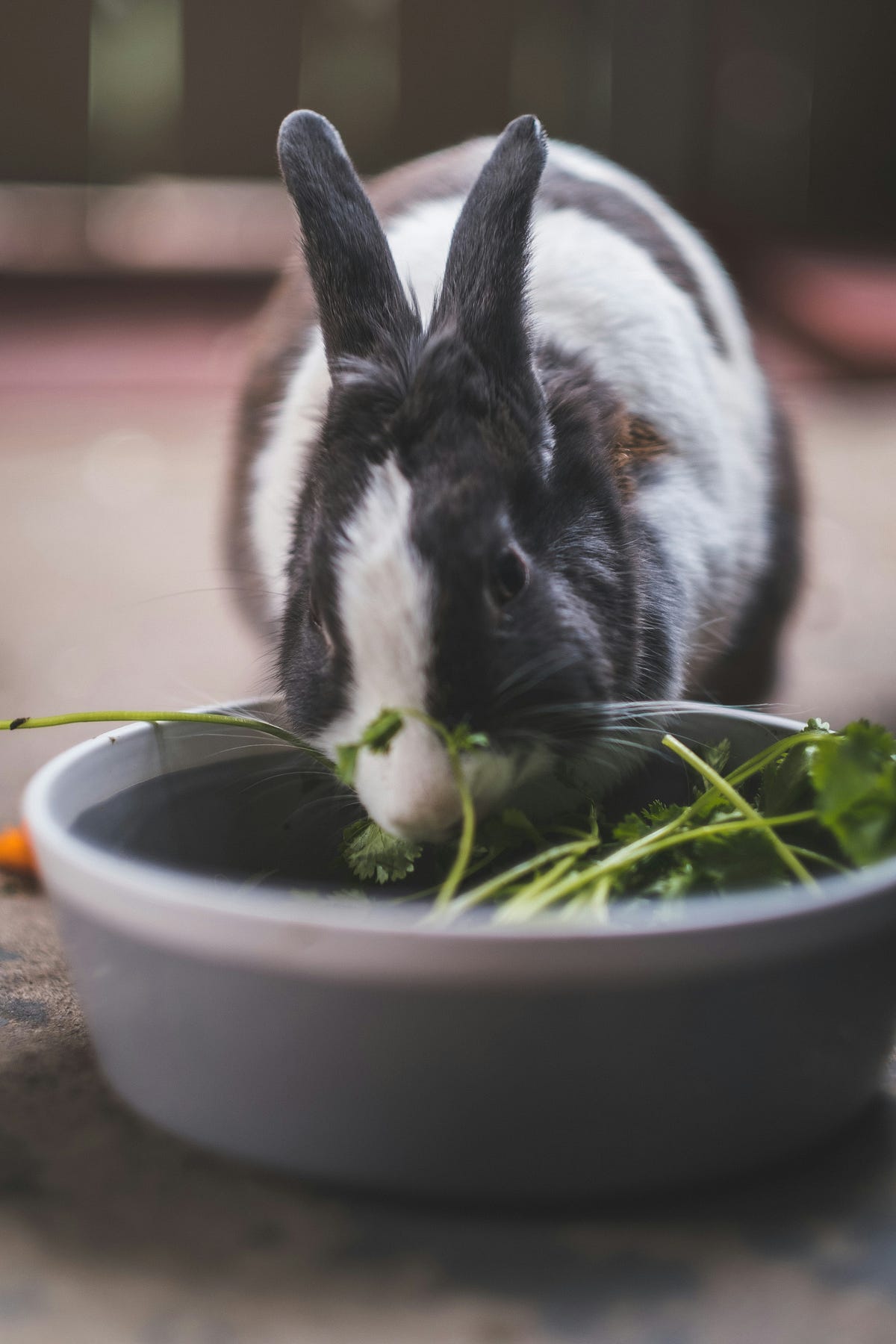 How to Keep Your Bunny Happy And Healthy | by Susan Fourtané | The ...