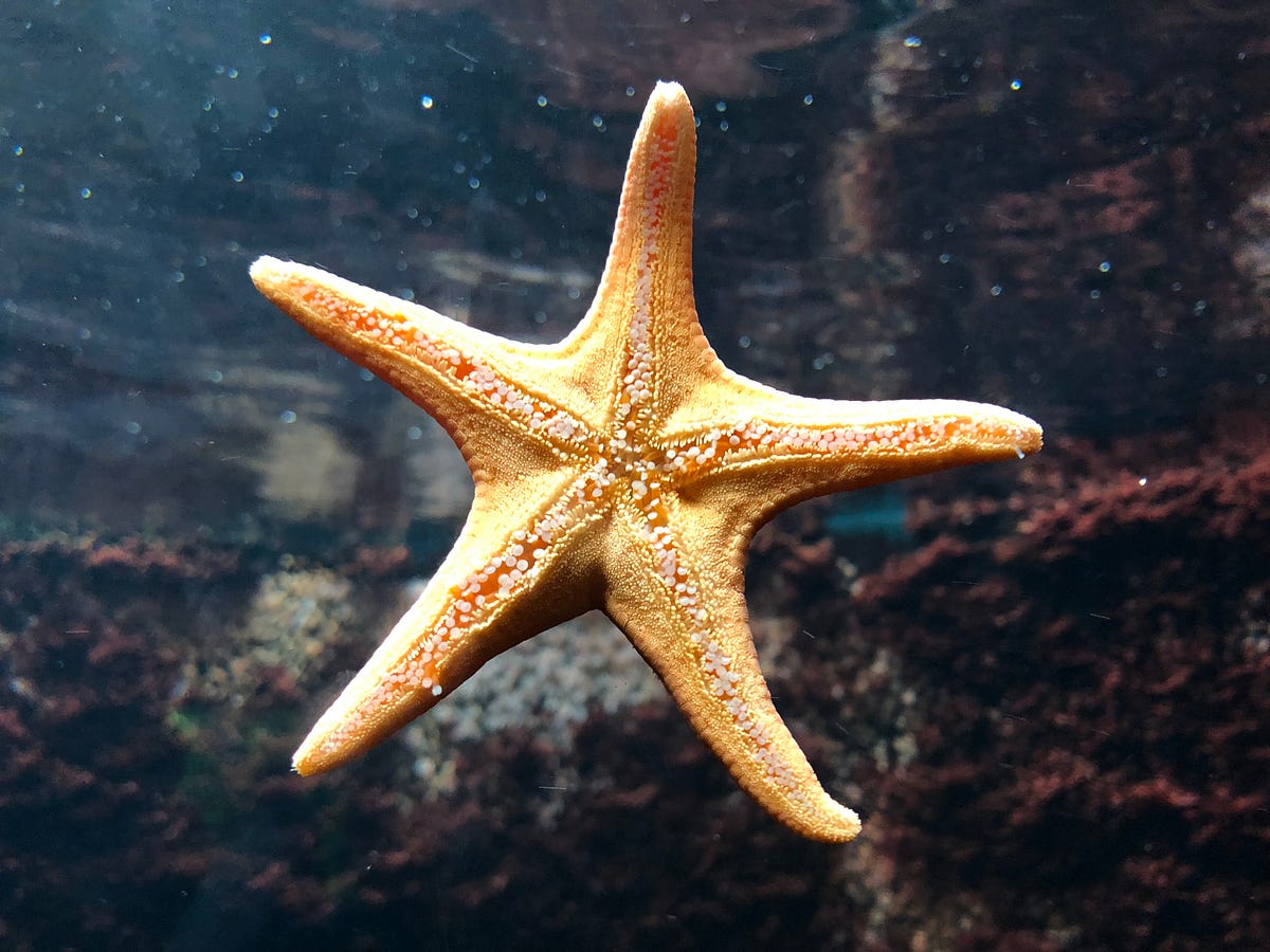 How Starfish Can (And Do) Survive with No Brain | by Sam Westreich, PhD ...