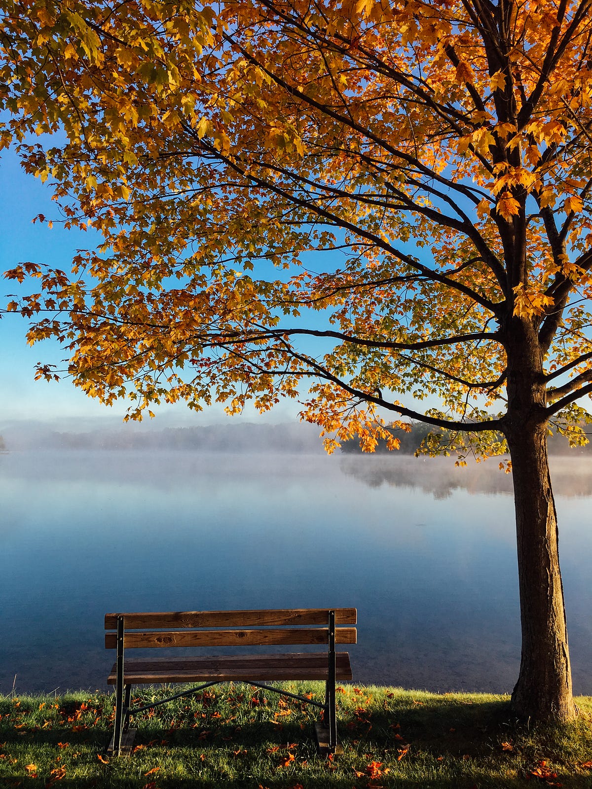 The Philosophy of the Tree: 5 Lessons Trees Teach Us About Growth and ...