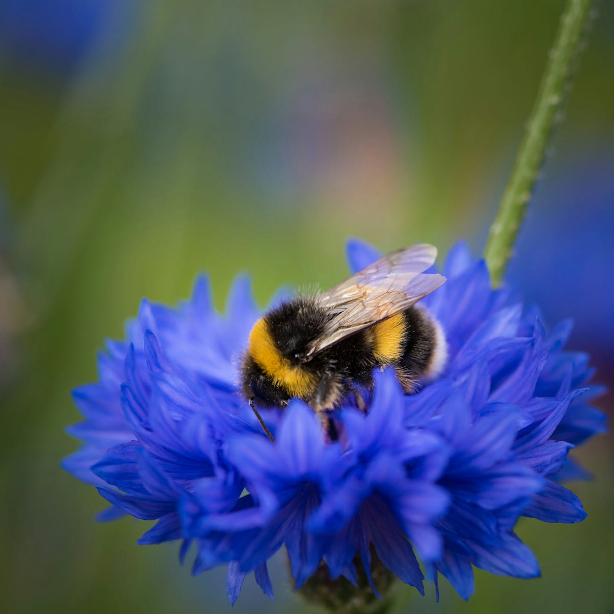 The Bumblebee Rule. How to Do Hard Things When You Don’t… | by Jenna ...