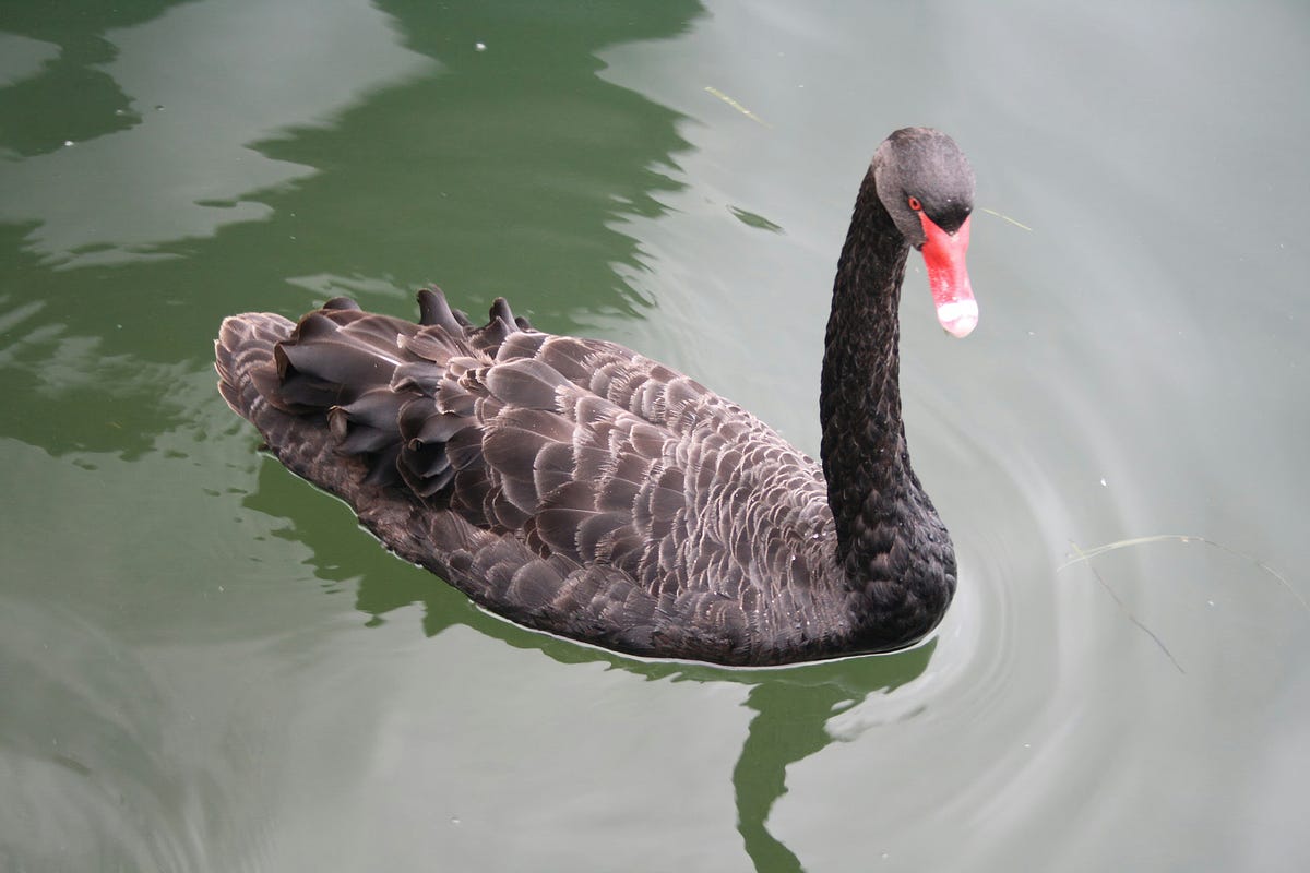 Black Swan - 17 Onji — Haiku, Senryu, and Zappai - Medium