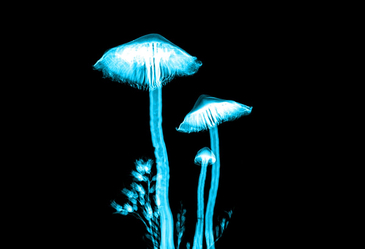 Exploring the Transformative Journey: How a Magic Mushroom Experience ...