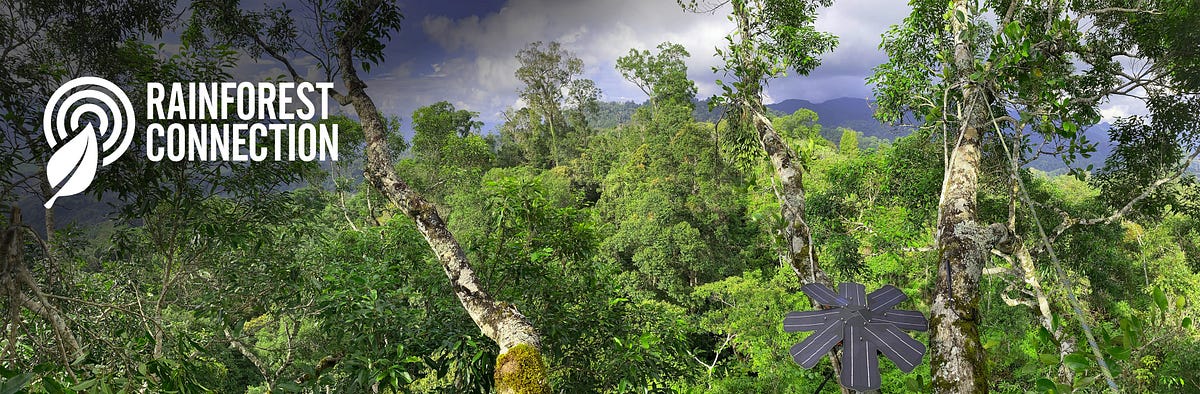 Species Detection using Audio(Rainforest Connection) | by Ashutosh ...