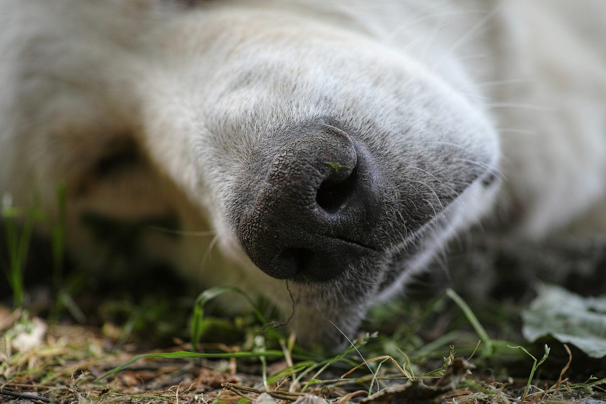 Should You Consent To Resuscitation of Your Pet ? | by The Introverted ...