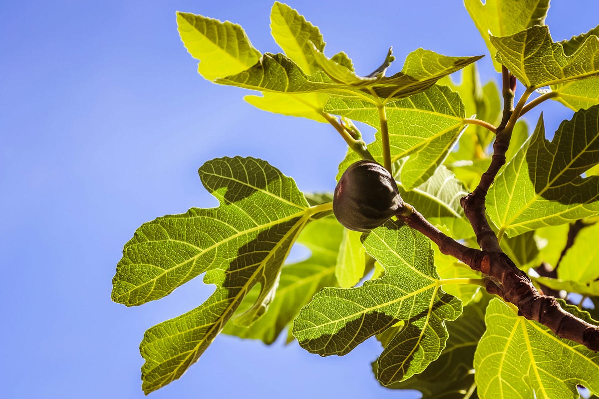 Sylvia Plath’s Fig Tree Analogy Lives Rent-Free in My Soul | by nev ...