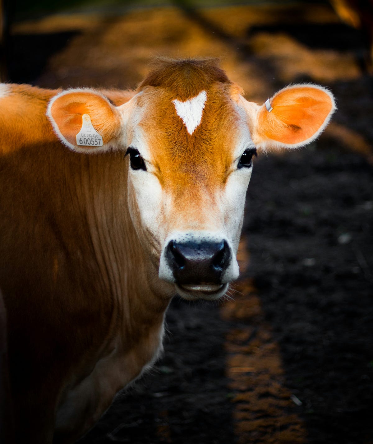 Where’s the Beef? A Deep Dive into the Etymology of the Cow | by ...