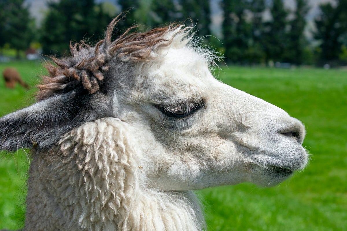 From Embeddings to Queries: Navigating the Basics of Large Language Models | by Federico Gianno ...