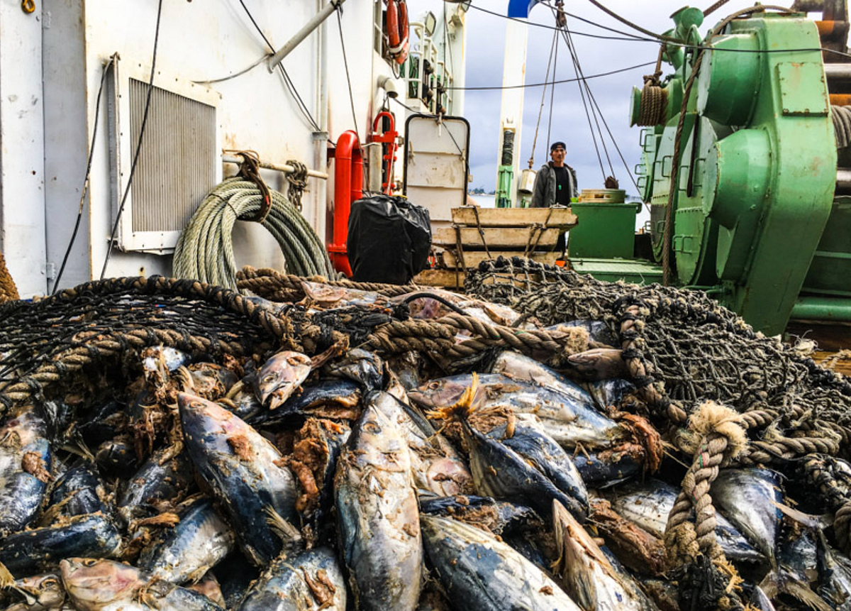 Marine Parks to Mitigate the Effects of Ocean Deoxygenation | by ...