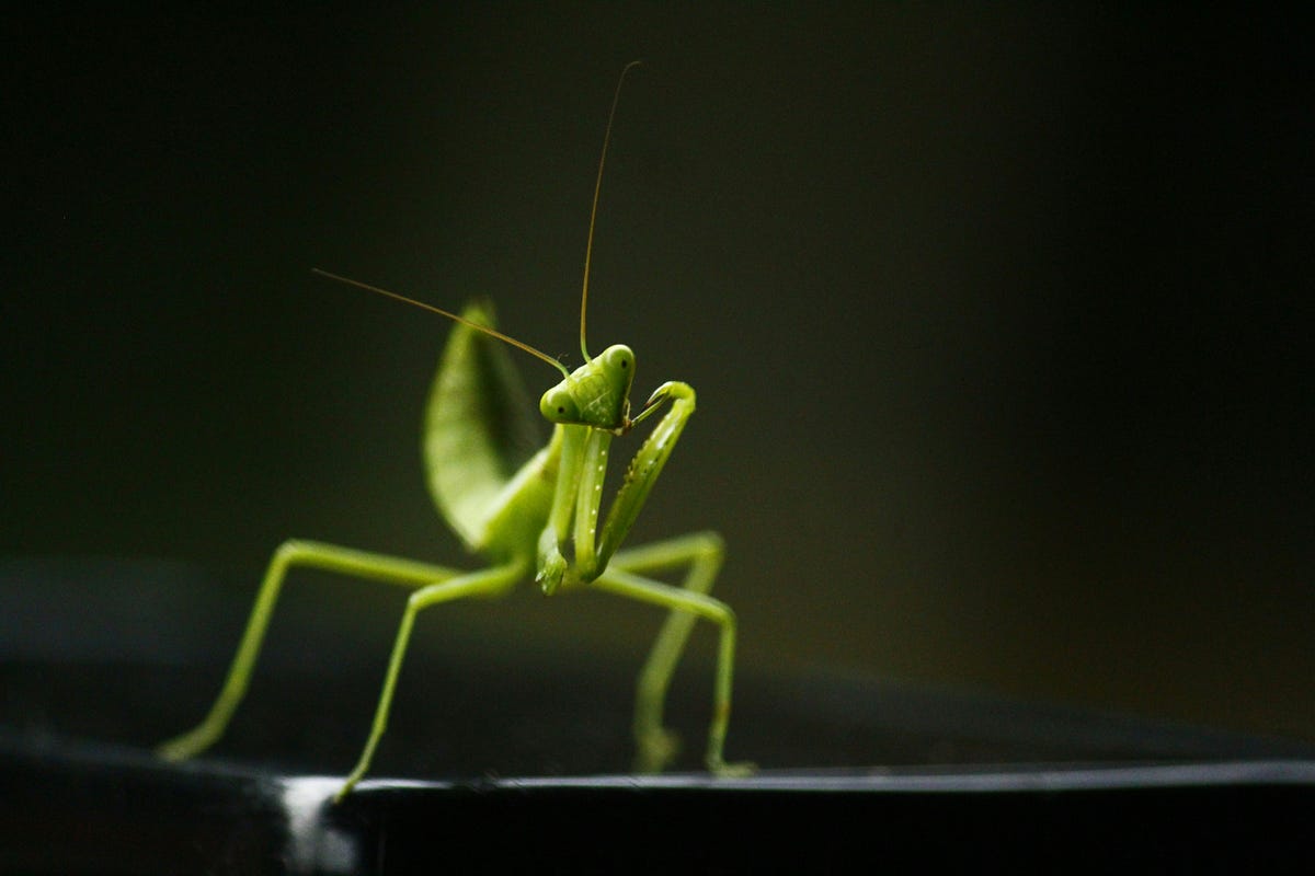 If The Male Mantis Could Talk. (Though Experiment ) | by Kervens ...