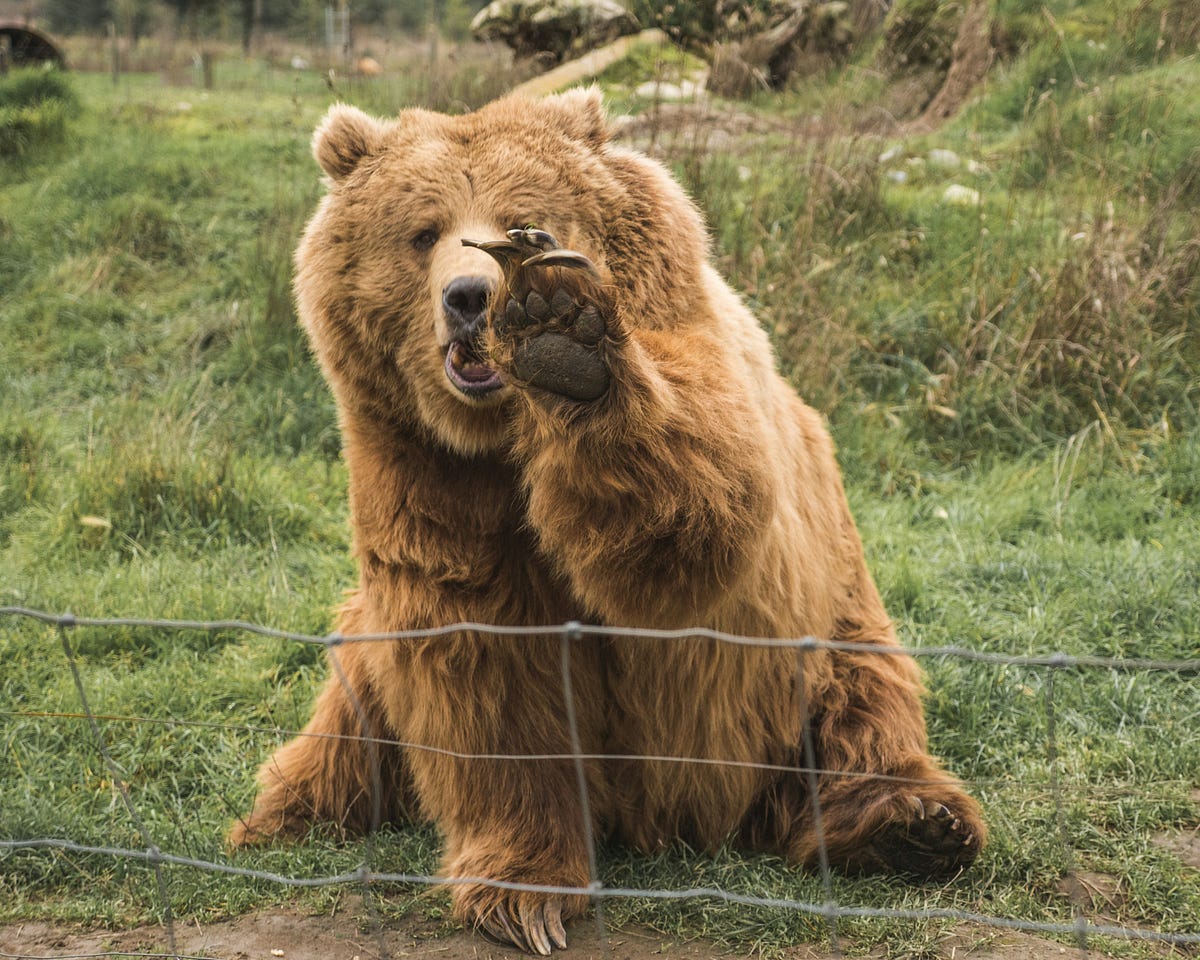 The Claw Brief: Embracing Bear Attributes for a Positive Mindset | by ...