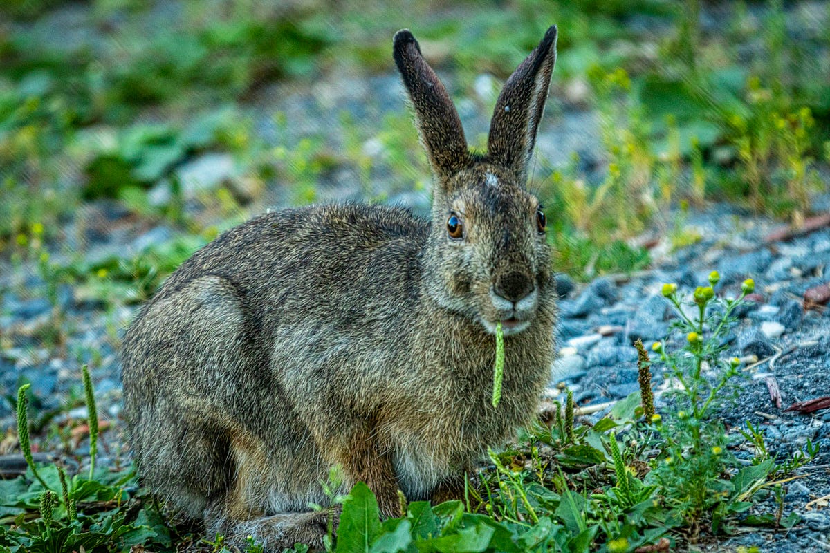 In real life, the Hare beats the Tortoise | by Nico Aranda | Medium