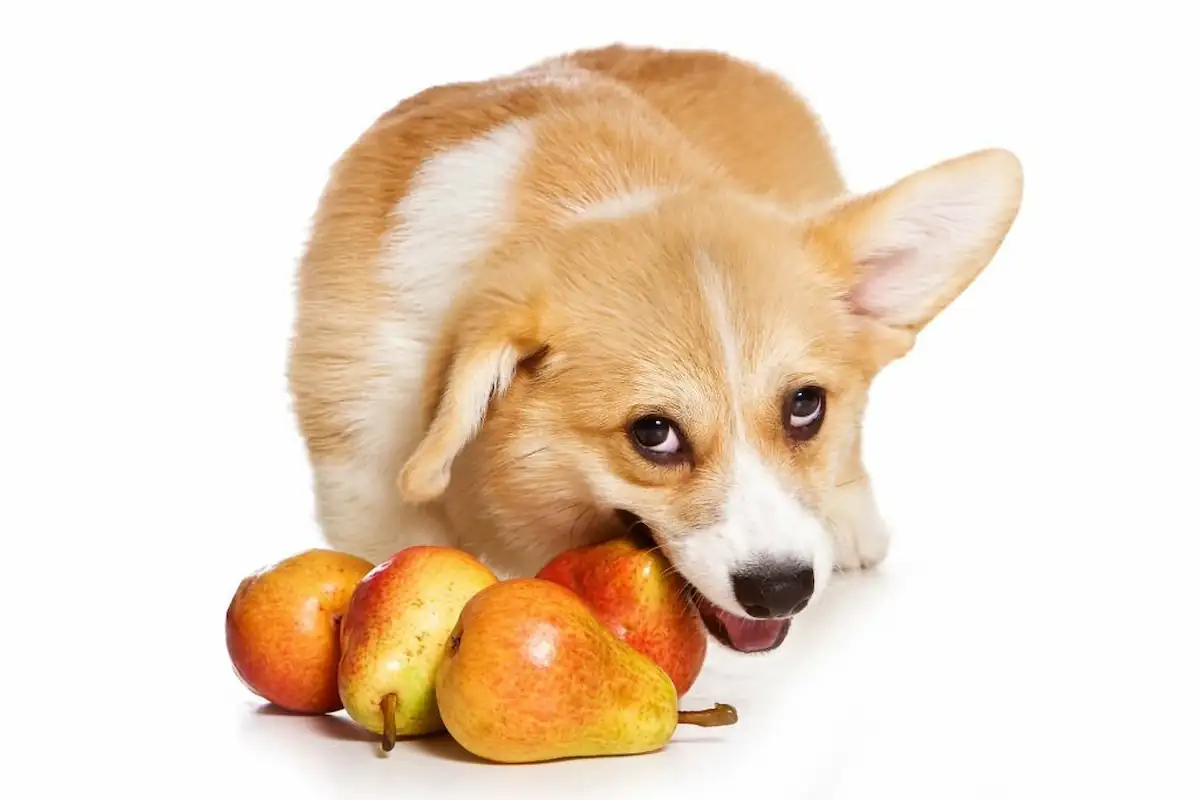Can Dogs Eat Pears?. Can Dogs Have Pears? | by blogalma | Medium