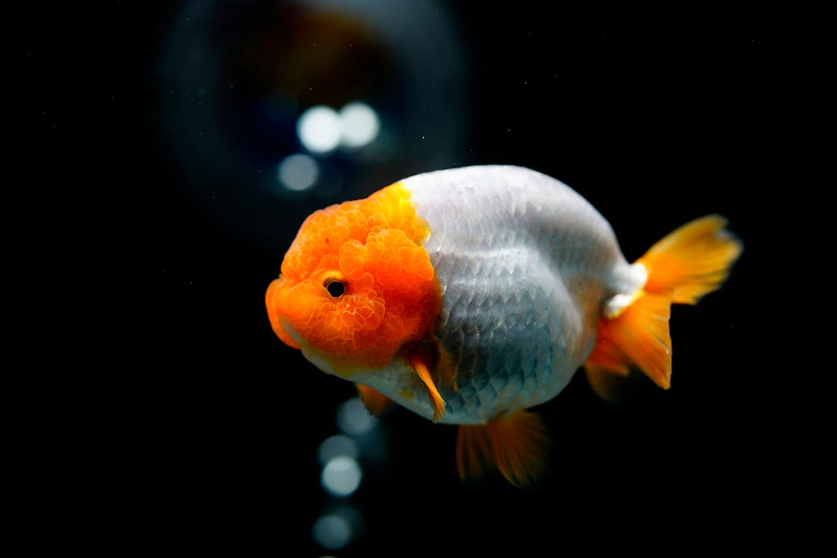 Agent Memory — “Why Your AI Agent Has the Memory of a Goldfish” | by ...