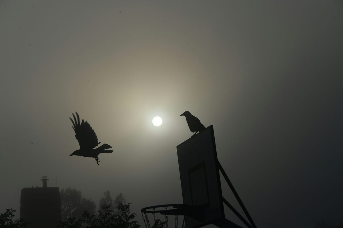 Midnight Mourning. The fragile and cyclical nature of… | by Jibril 📚 ...