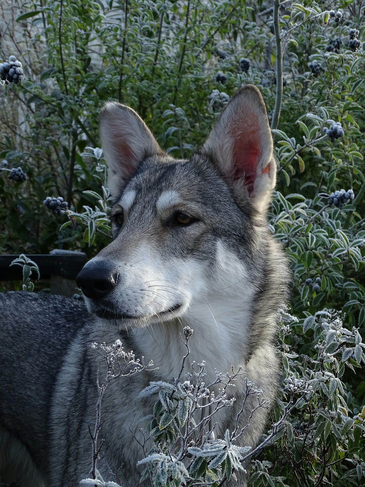 Attention Politicians and Ranchers: The Wolf is Not Your Nightmare ...