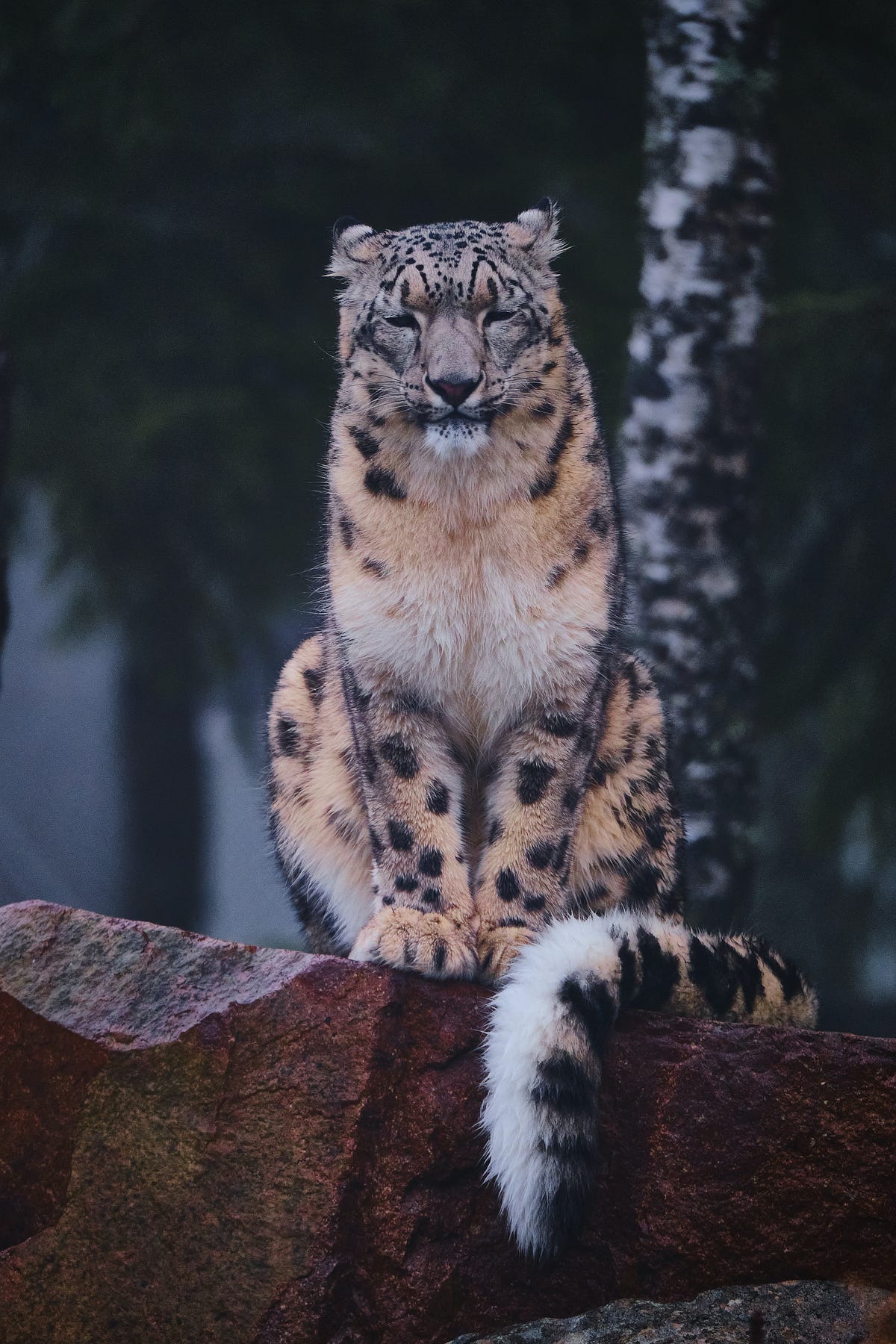 Guardians of the Heights: Snow Leopards’ Struggle for Existence | by Minahil Asif | Medium