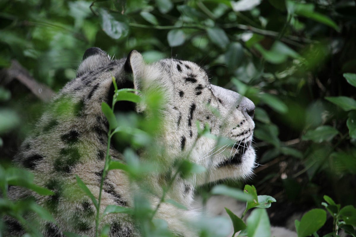 The Last Song of the Snow Leopard | by Shakirul Islam | Oct, 2024 | Medium