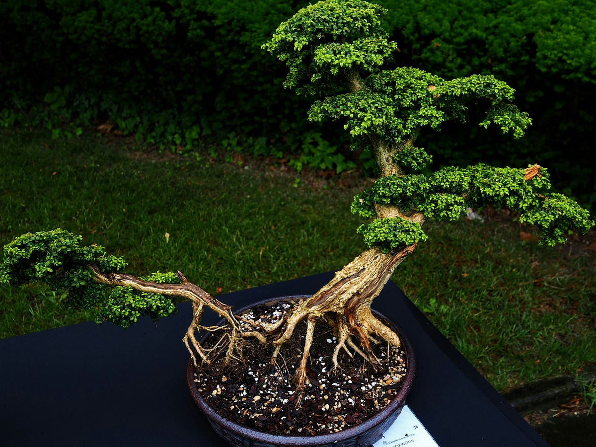 How to grow and care for a bonsai tree | by shashika deshan | Gardening ...