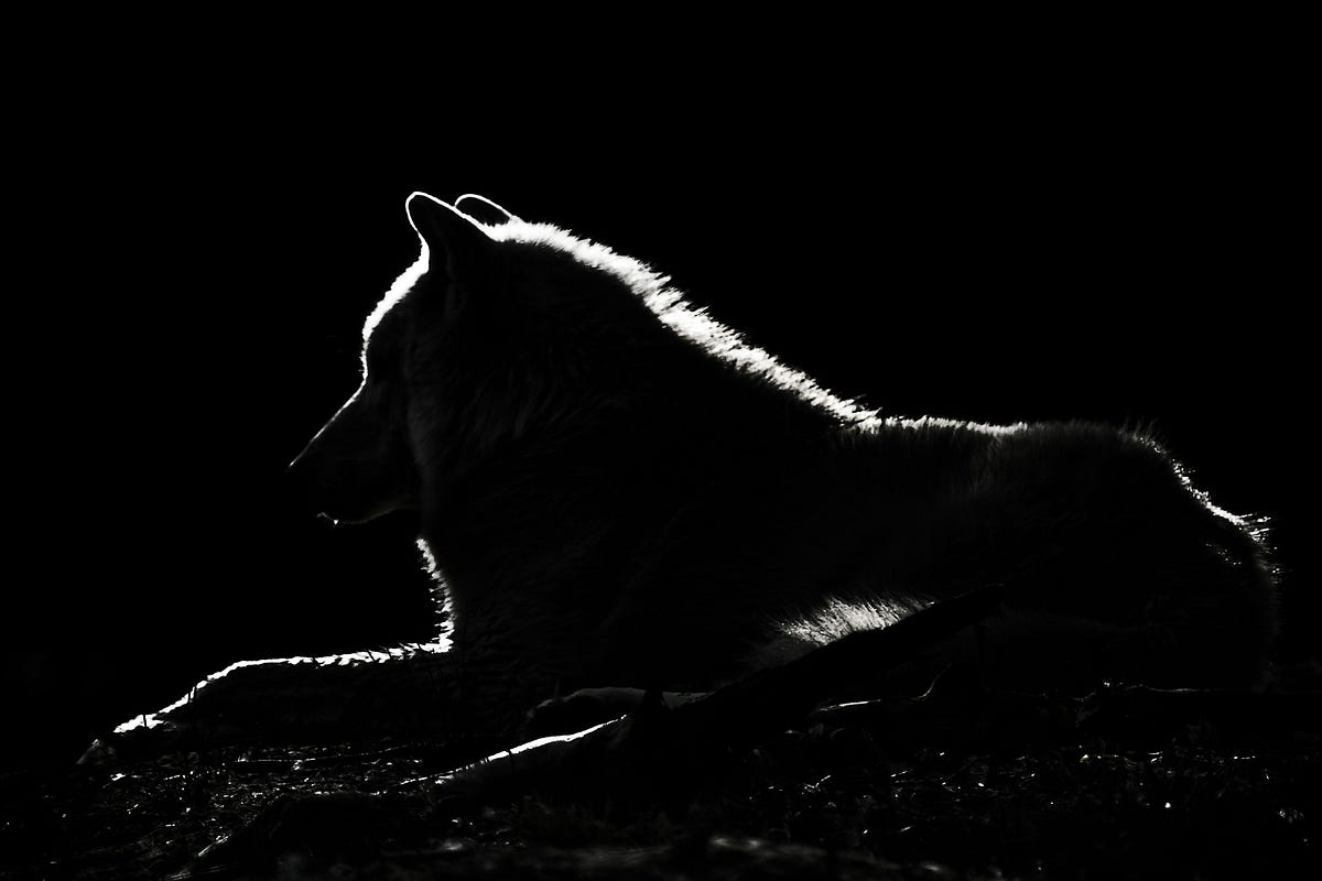 The Wolf’s Luna. A Two Voice Poem | by Manasi Kamat | Write Under the ...