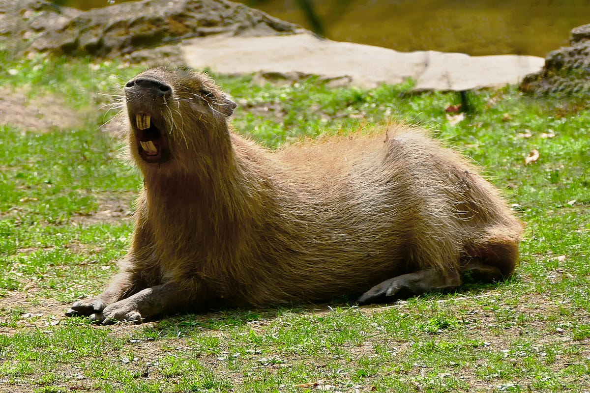 The Capybara: Fish or Mammal?. Capybaras are widely distributed in ...