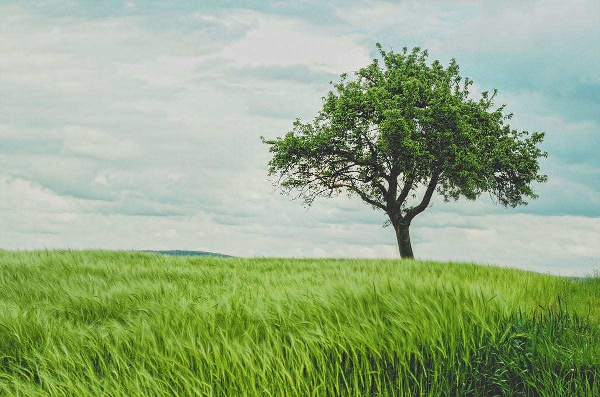 Bring Back the American Chestnut? | by C. L. Beard | Weeds ...
