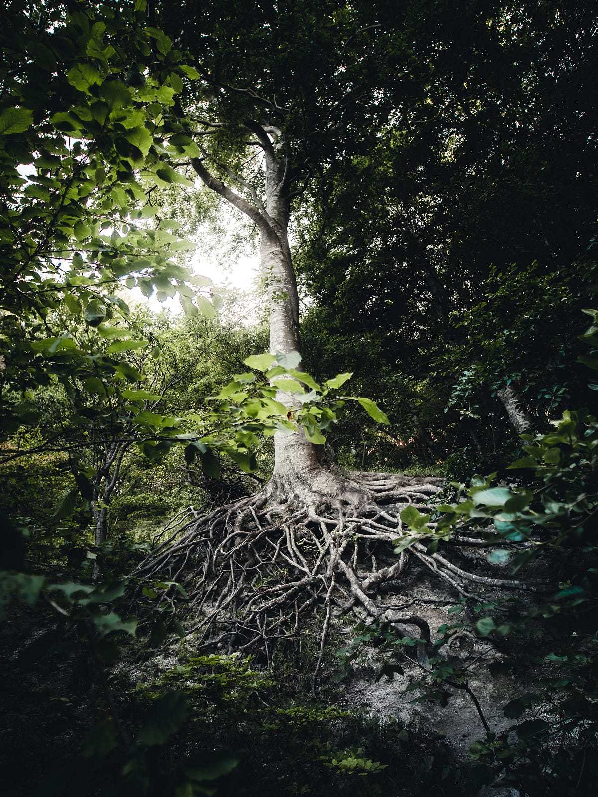 Exploring the 5 Crucial Reasons to Connect with Your Family Roots | by ...