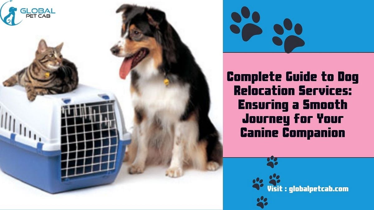 The Ultimate Guide to Dog Relocation Services: Everything You Need to ...