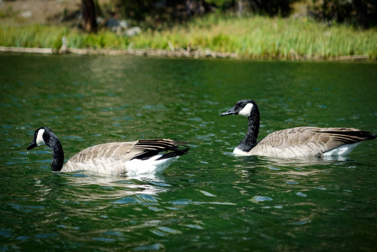 How an Affectionate Goose Came Looking for Her Injured Mate at the Pet ...