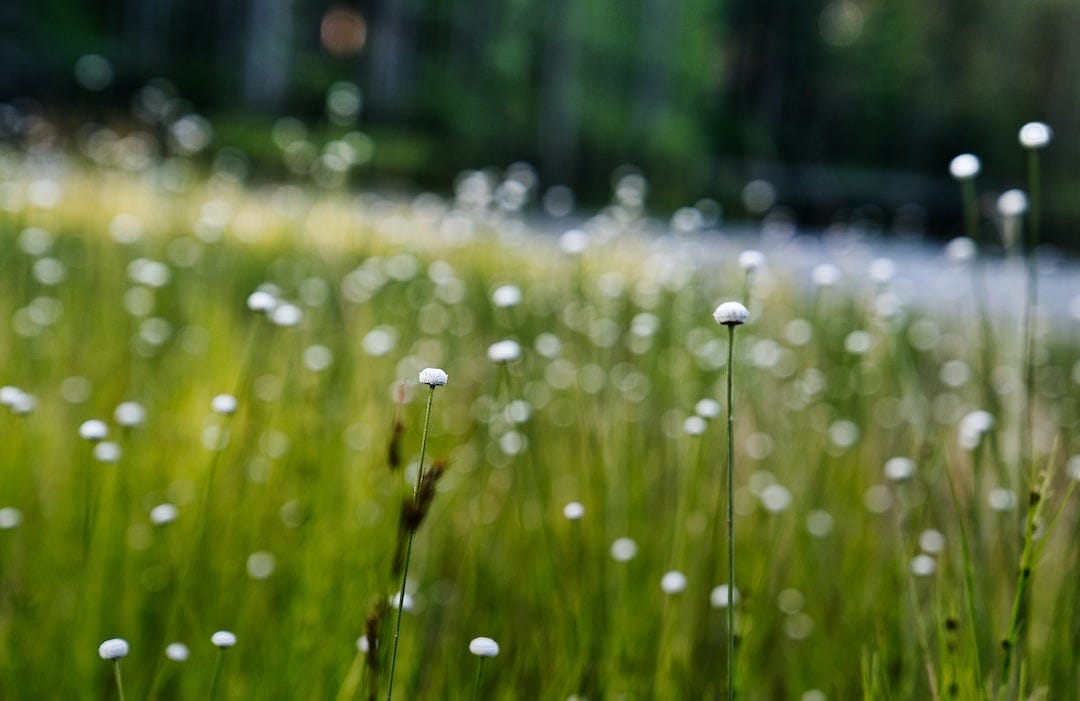 Unlocking the Talents of Tim Patrick: A Deep Dive into the Rising NFL ...