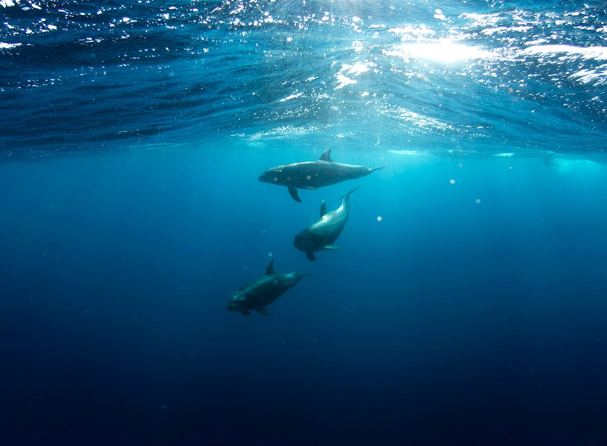 Day 26: The Porpoises — John Gurney | by Temiloluwa Ala | Medium