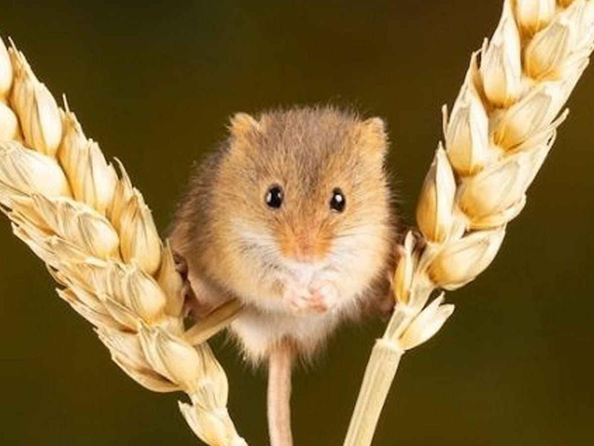 Not Nice Mice Research | by Eoeo Vapes | Medium
