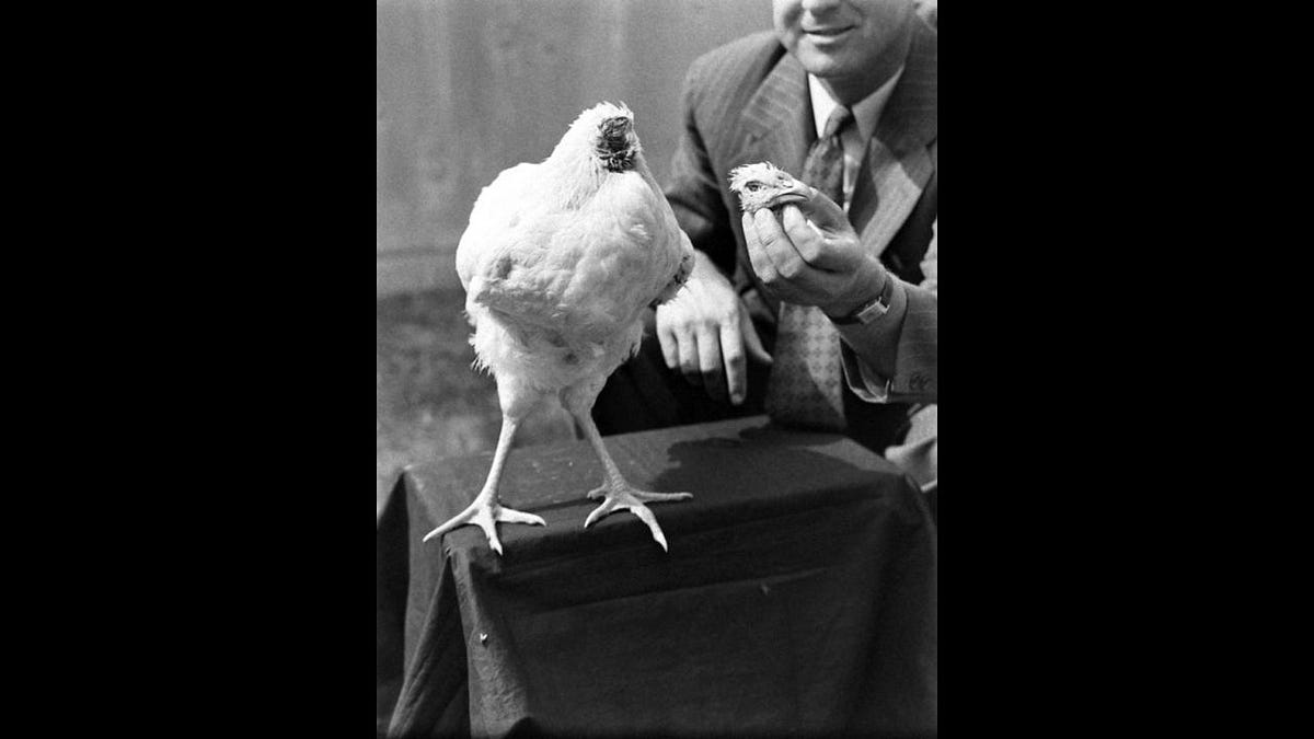 Mike the Headless Chicken. In the small town of Fruita, Colorado… | by ...