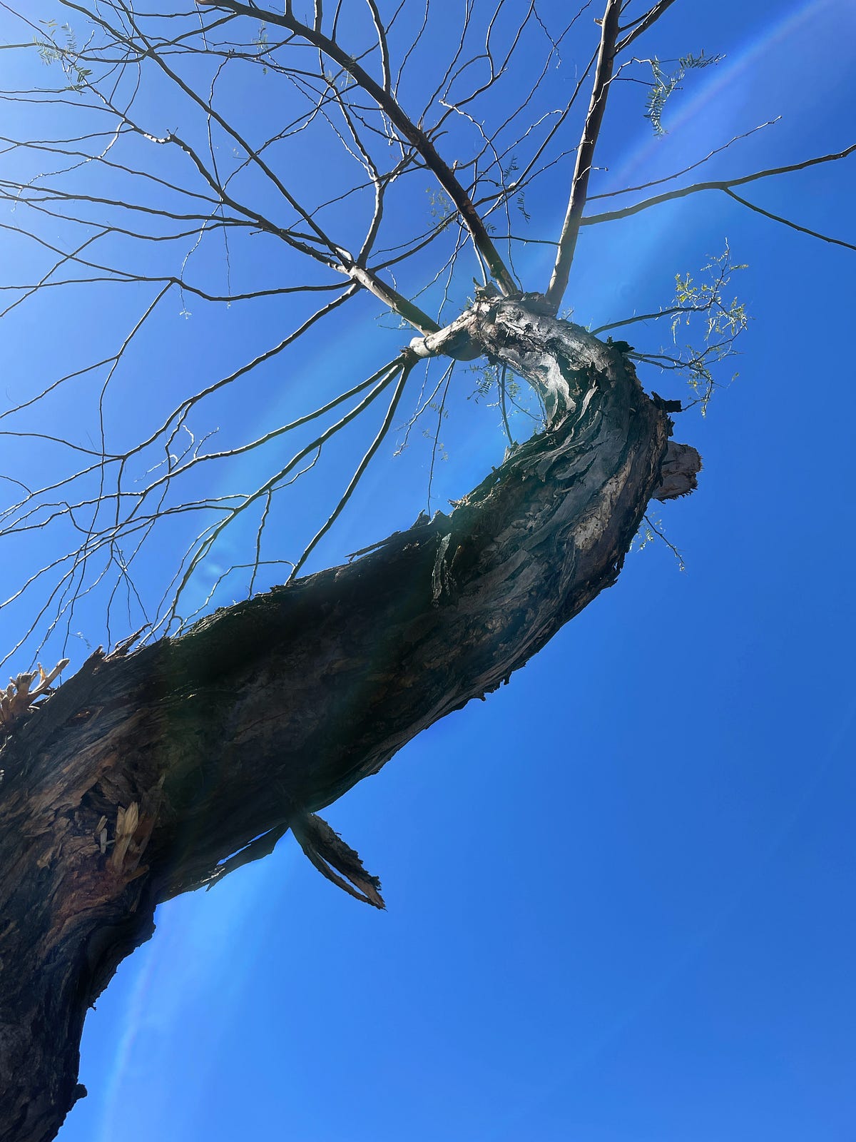 What are the Disadvantages of Next.js? | by Z. Software Engineer | Medium