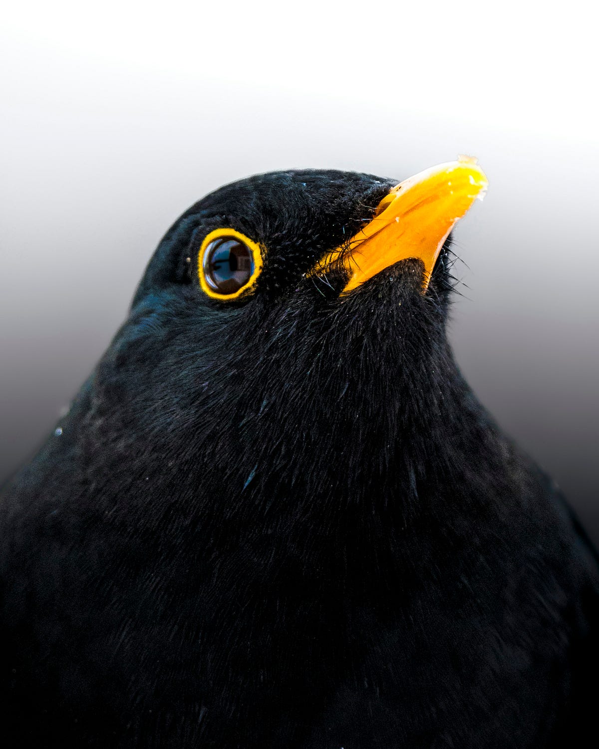 Why We Look Up to Others. “When someone blindly imitates others… | by ...