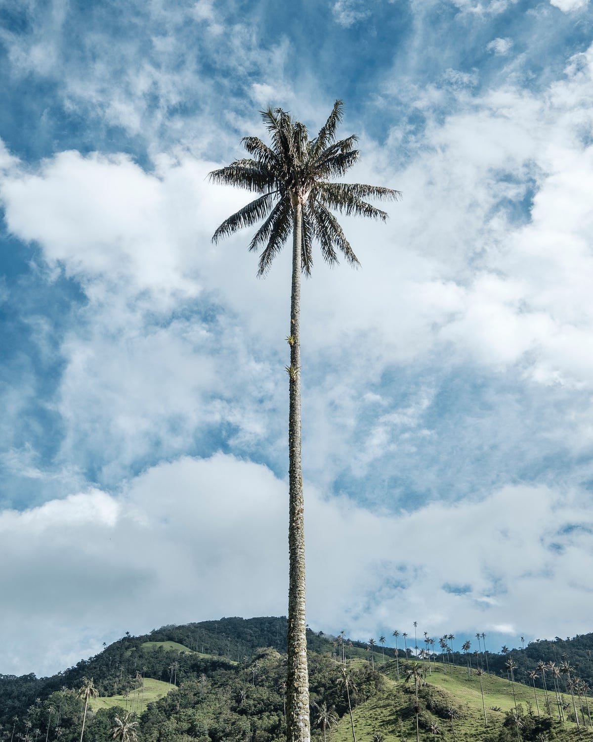 Tall Trees — Facts About A Tree Taller Than Big Ben. | by Brendan | Medium