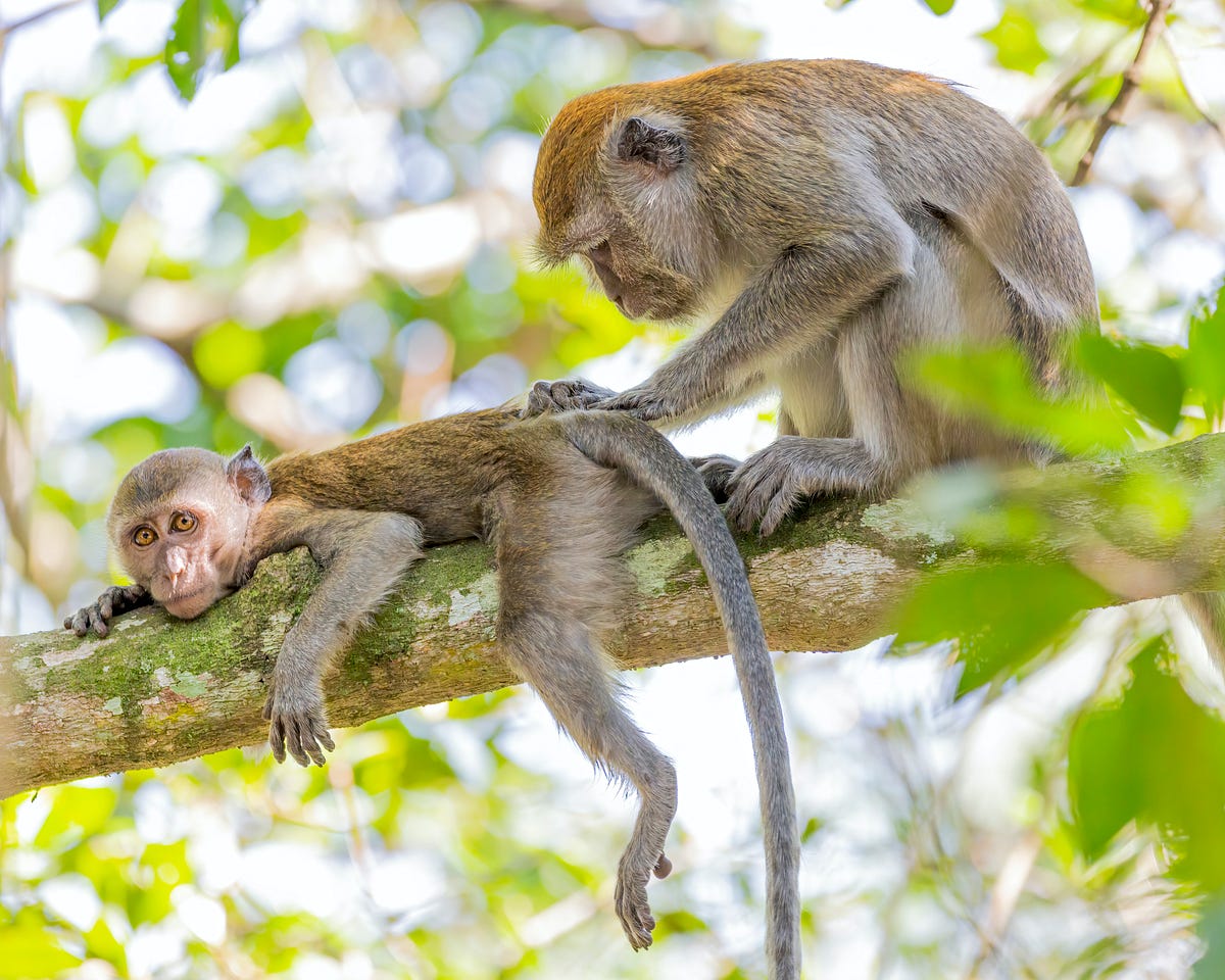 Monkey Crimes - Vincent F. A. Golphin - Medium