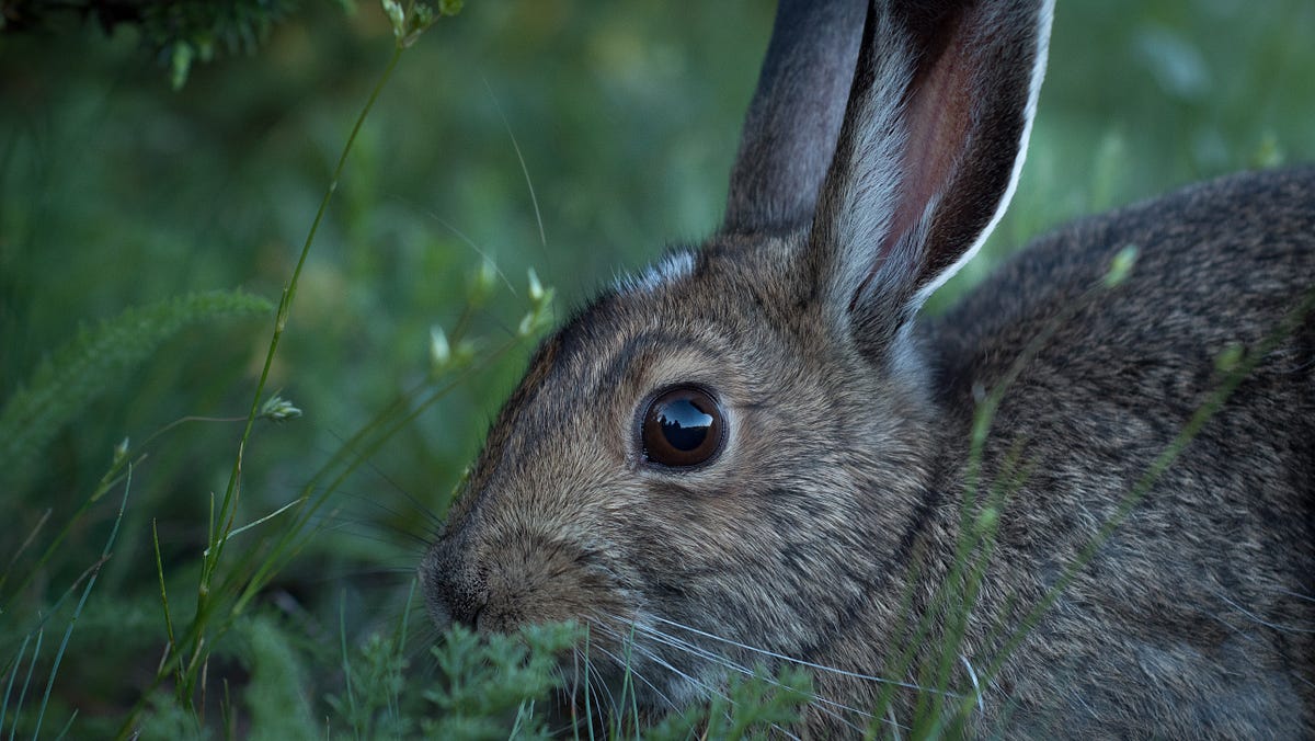 Drug Bunny. Photo by Colter Olmstead on Unsplash | by Jerry Landry ...