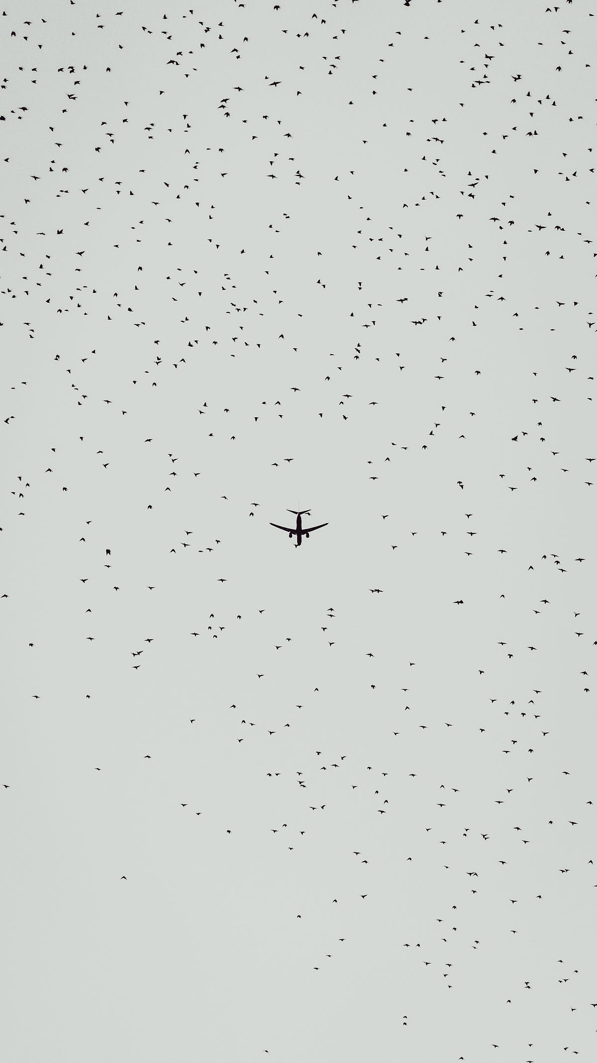 Migratory Bird. A poem. | by Mahima Sukhdev | Medium