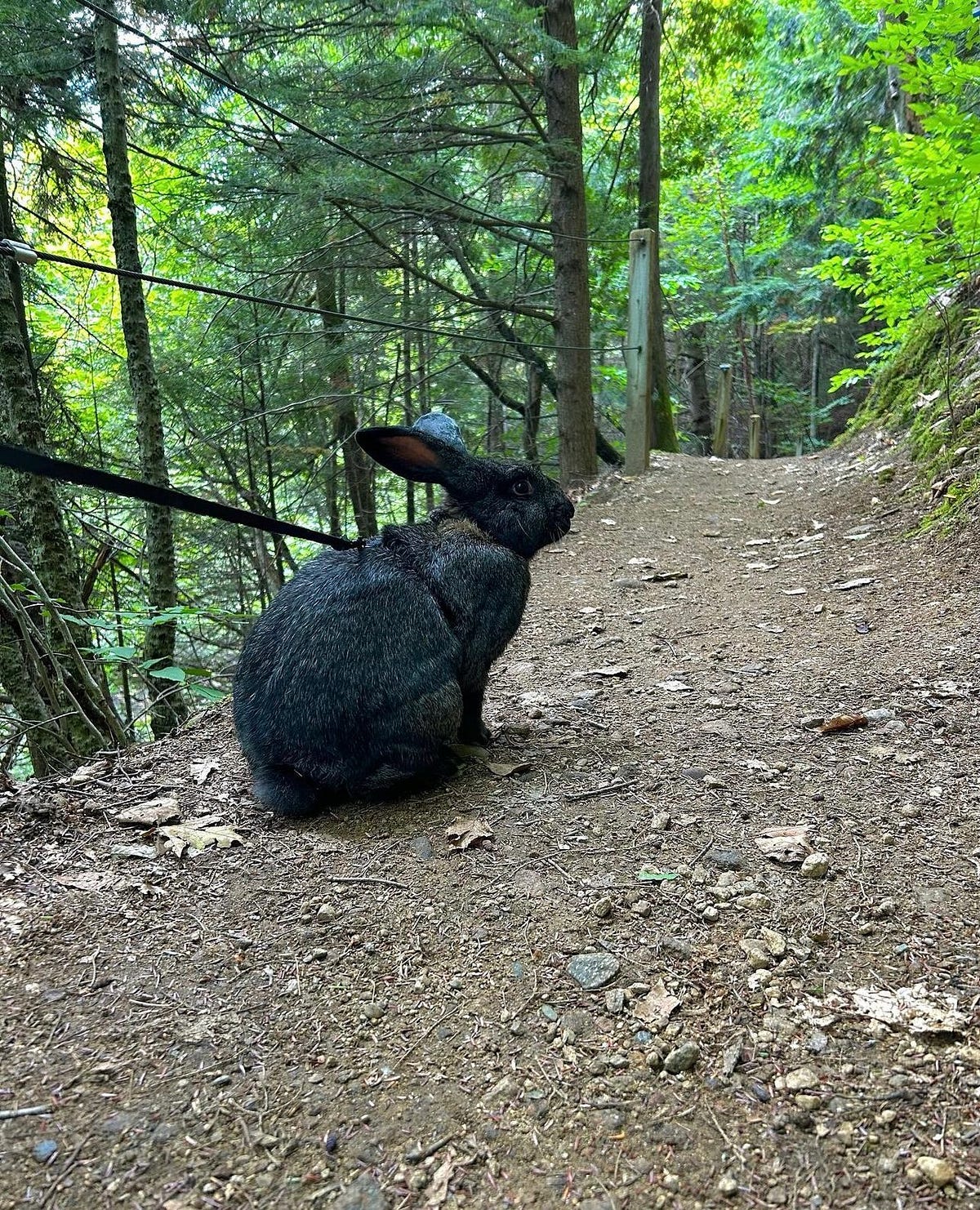 I Go Camping With My Rabbit and He Absolutely Loves It | by Vicky ...